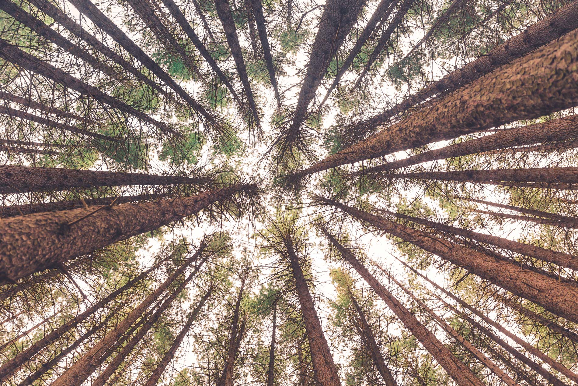 Forêt-Pins-Landes – La Monière